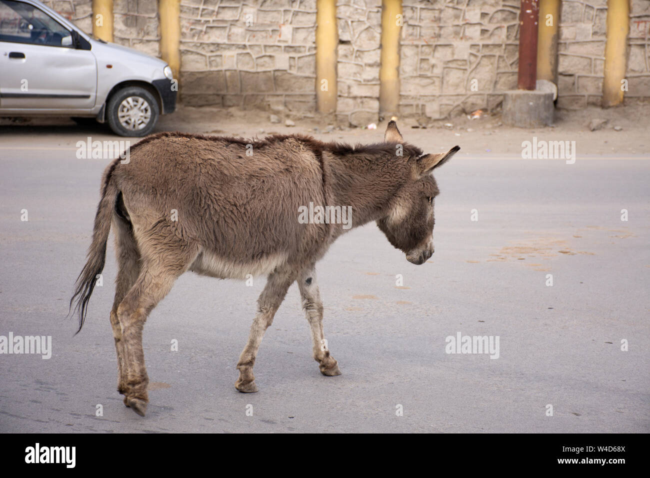 Donkey or Mule walking on the road in Leh Ladakh village at Himalayan ...