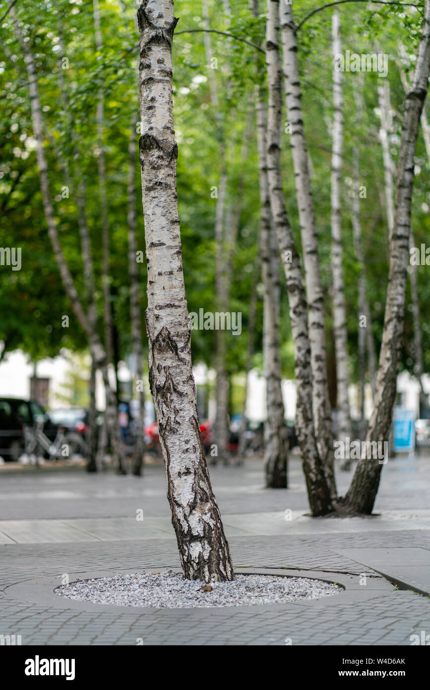 Birch tree bark center hi-res stock photography and images - Alamy