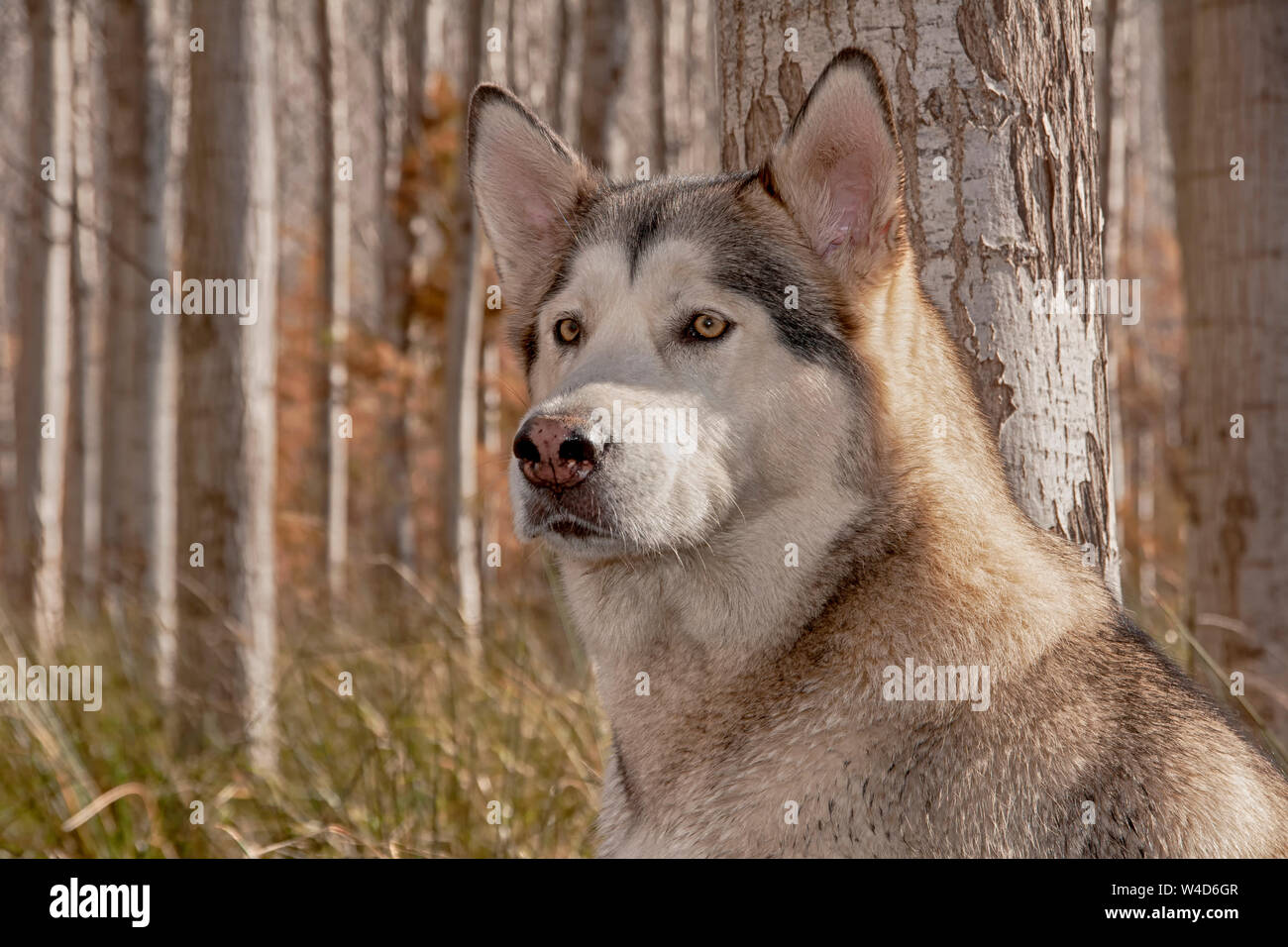 Gray wolf dog alaskan malamute breed Stock Photo - Alamy