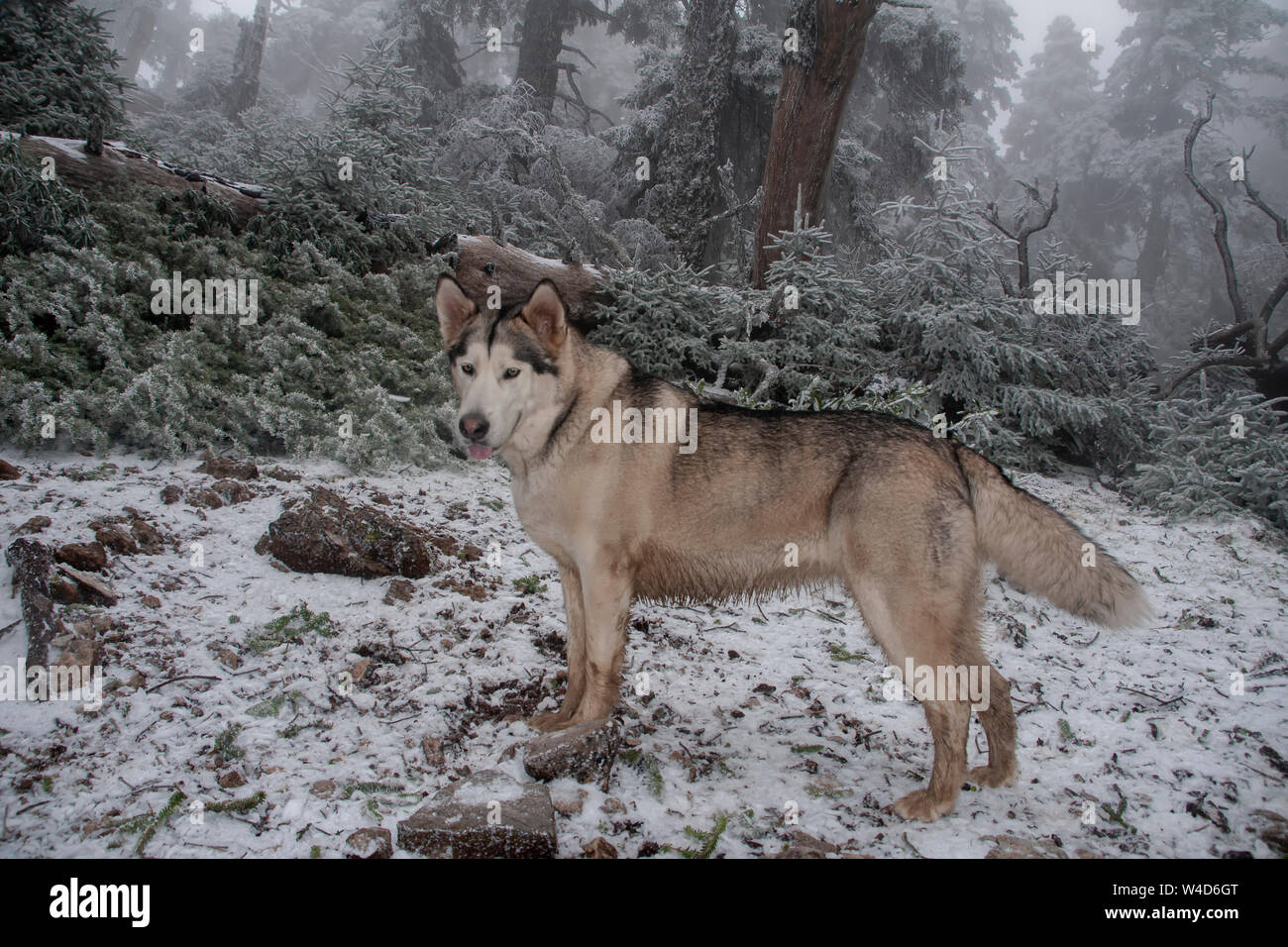 Nordic dog breed hi-res stock photography and images - Alamy