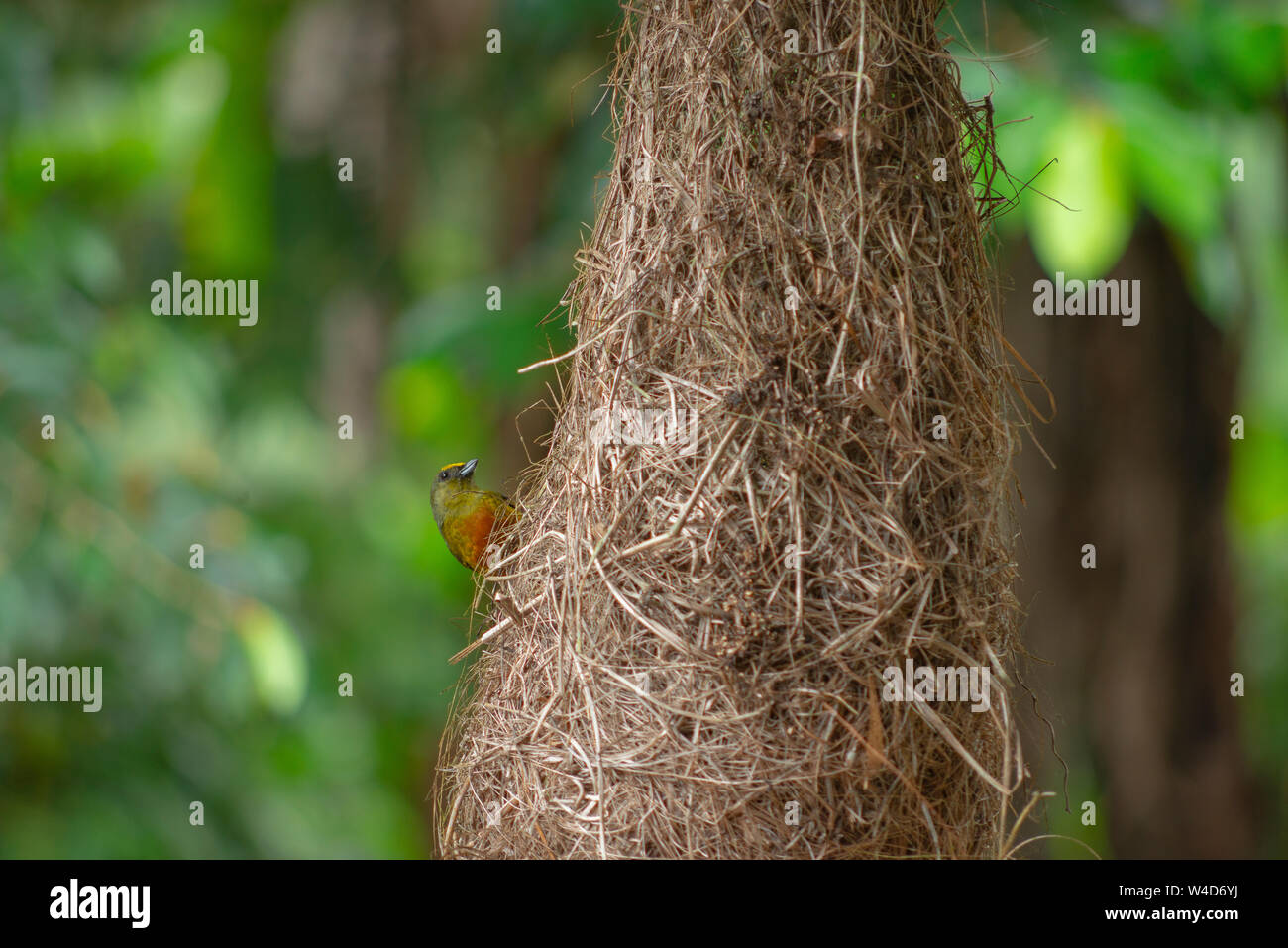 Costa Rican Hummingbirds nesting Stock Photo - Alamy