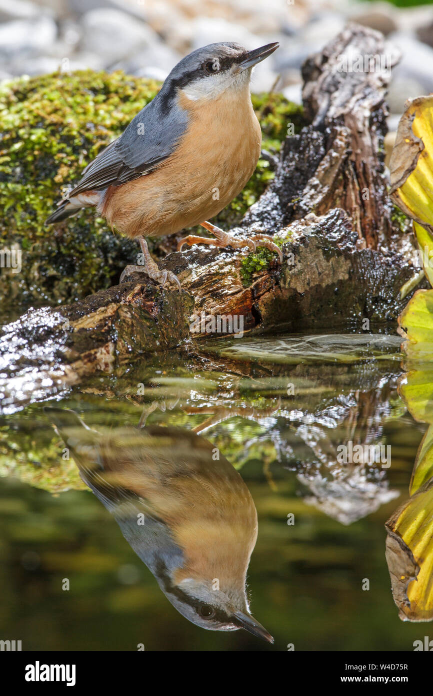 eurasian nuthatch, Kleiber (Sitta europaea Stock Photo - Alamy