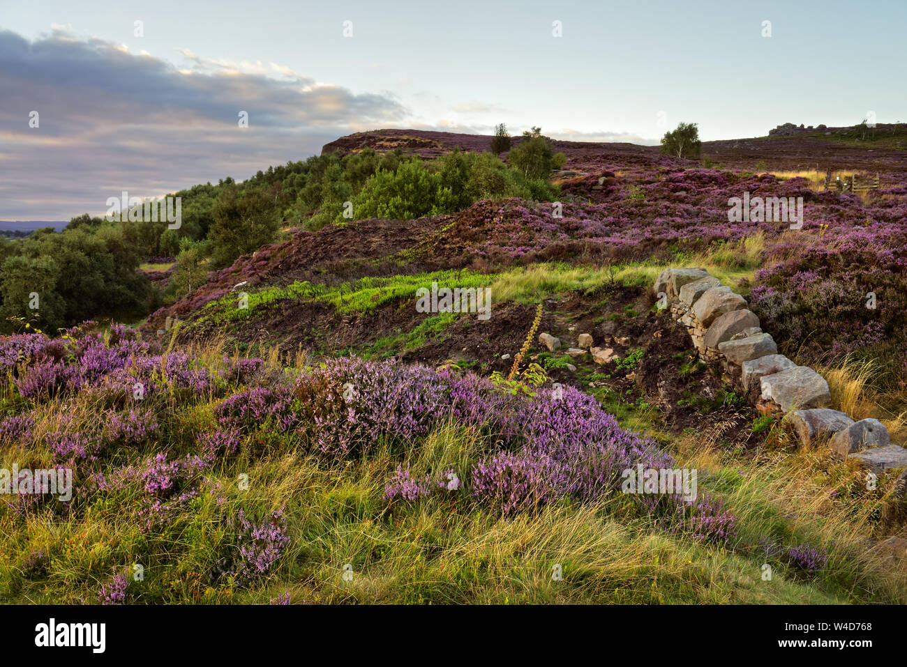 UK,Derbyshire,Peak District,Surprise View & Millstone Edge with Heather ...