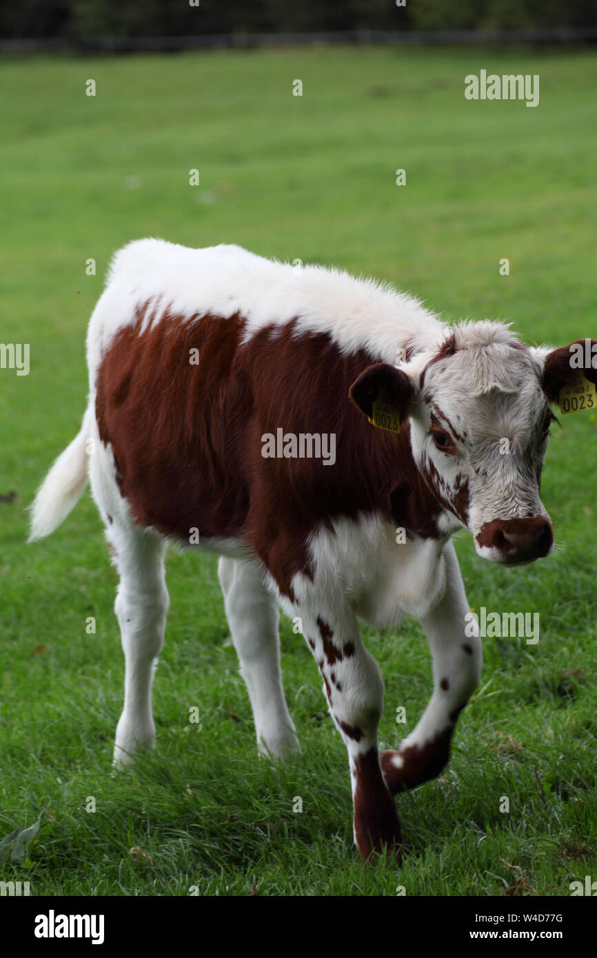 Irish moiled hi-res stock photography and images - Alamy