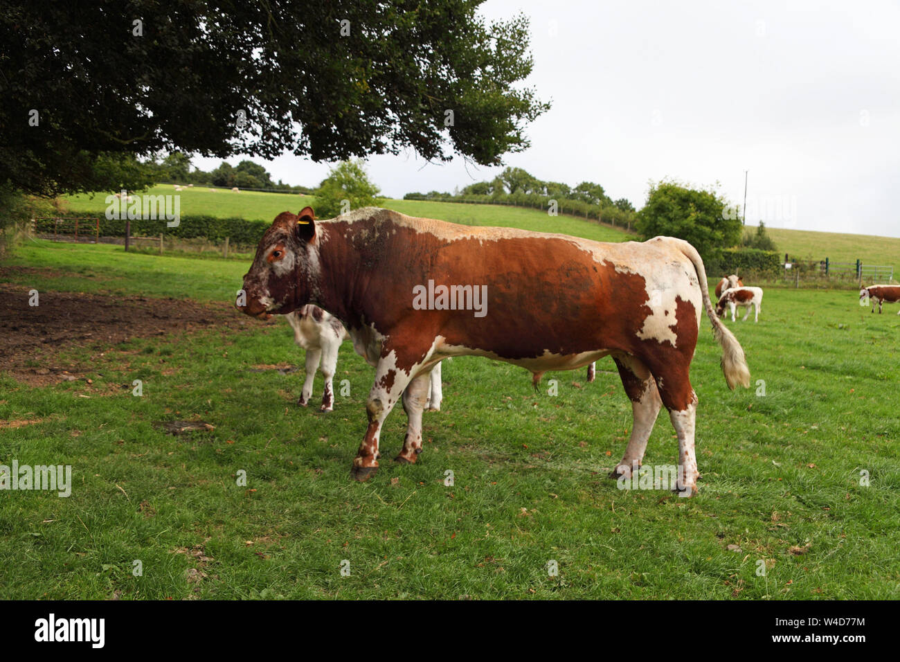 Irish moiled cow hi-res stock photography and images - Alamy