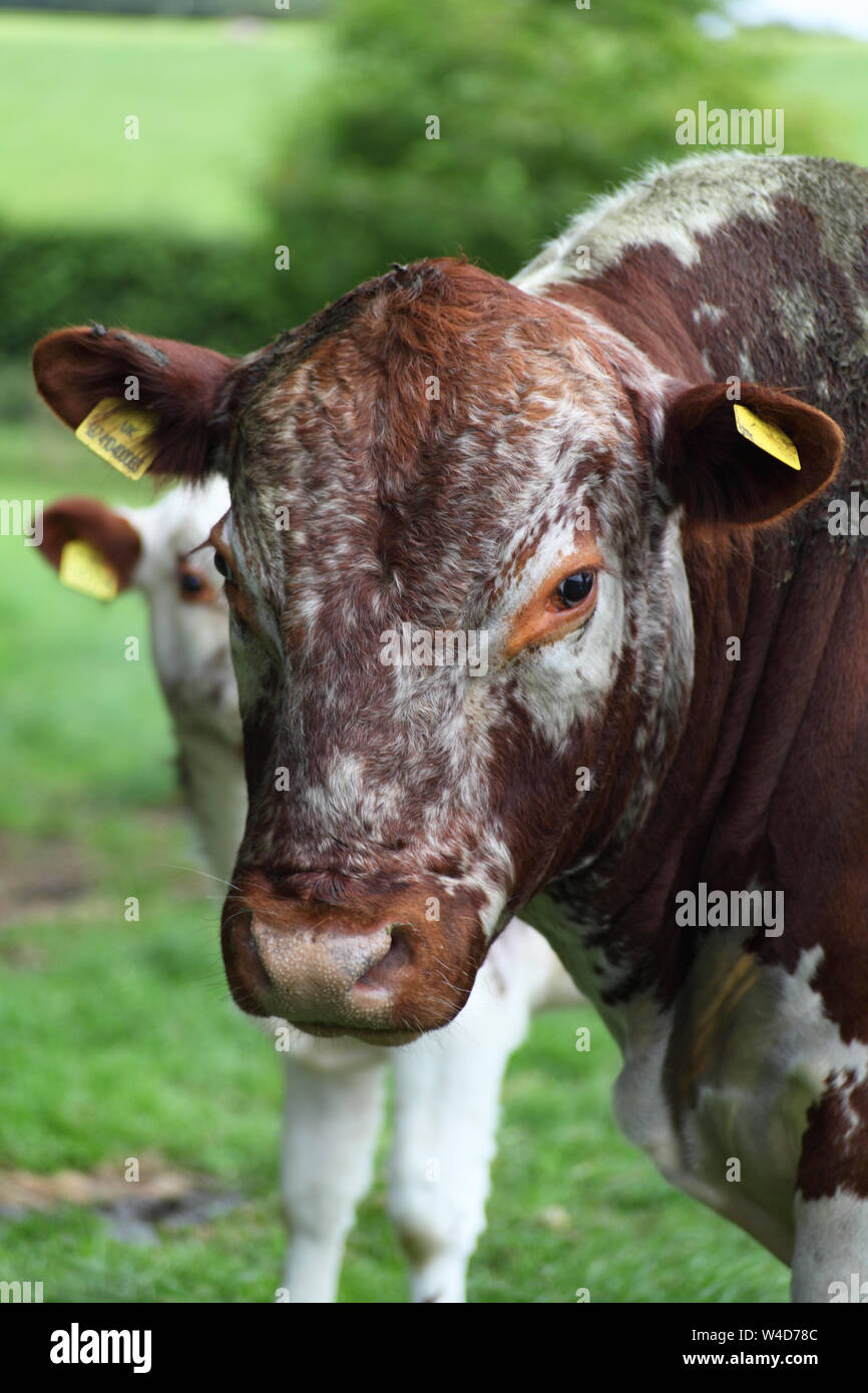Irish moiled rare breed cow hi-res stock photography and images - Alamy