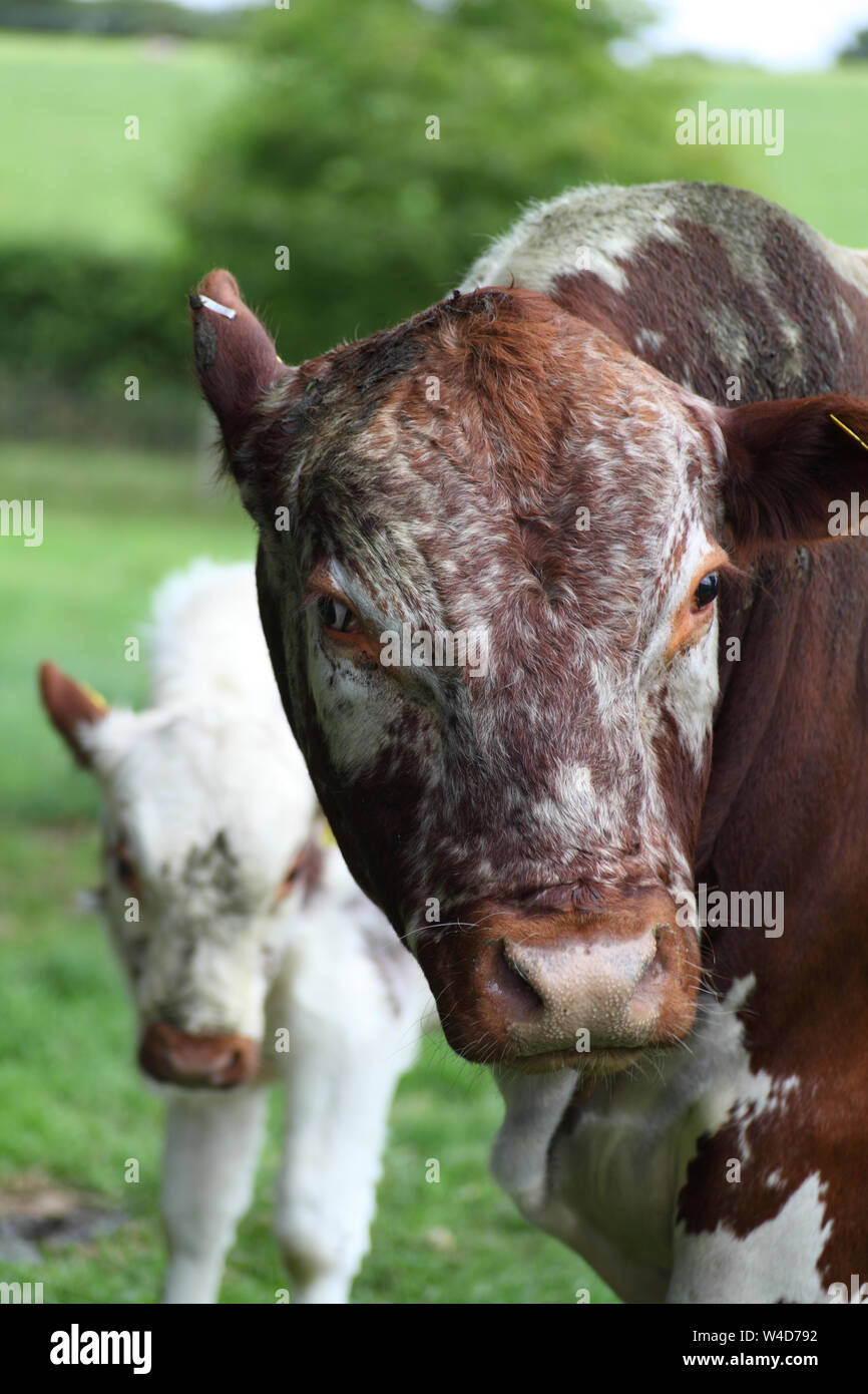Hornless cattle hi-res stock photography and images - Alamy