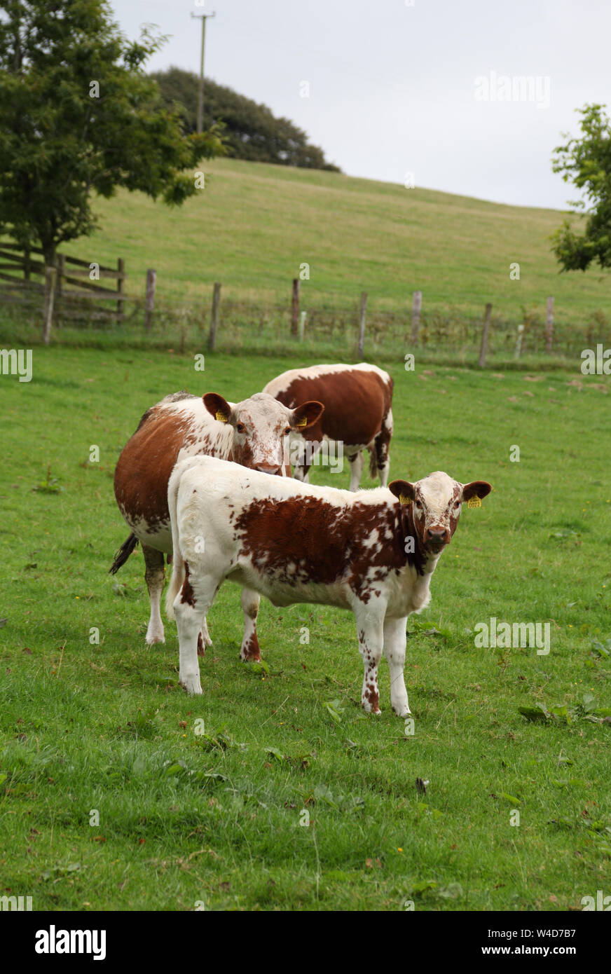 Irish moiled rare breed cow hi-res stock photography and images - Alamy