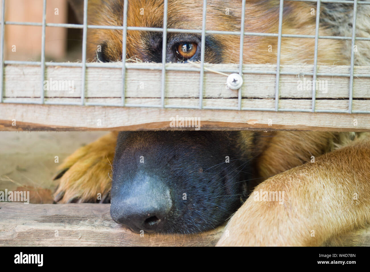 German shepherd is locked in a cage Stock Photo - Alamy