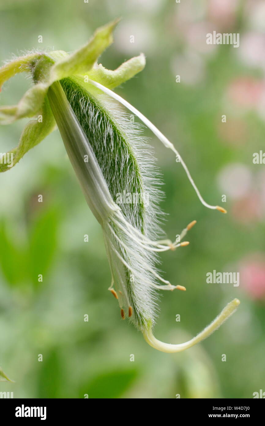 Lathyrus seed hi-res stock photography and images - Alamy