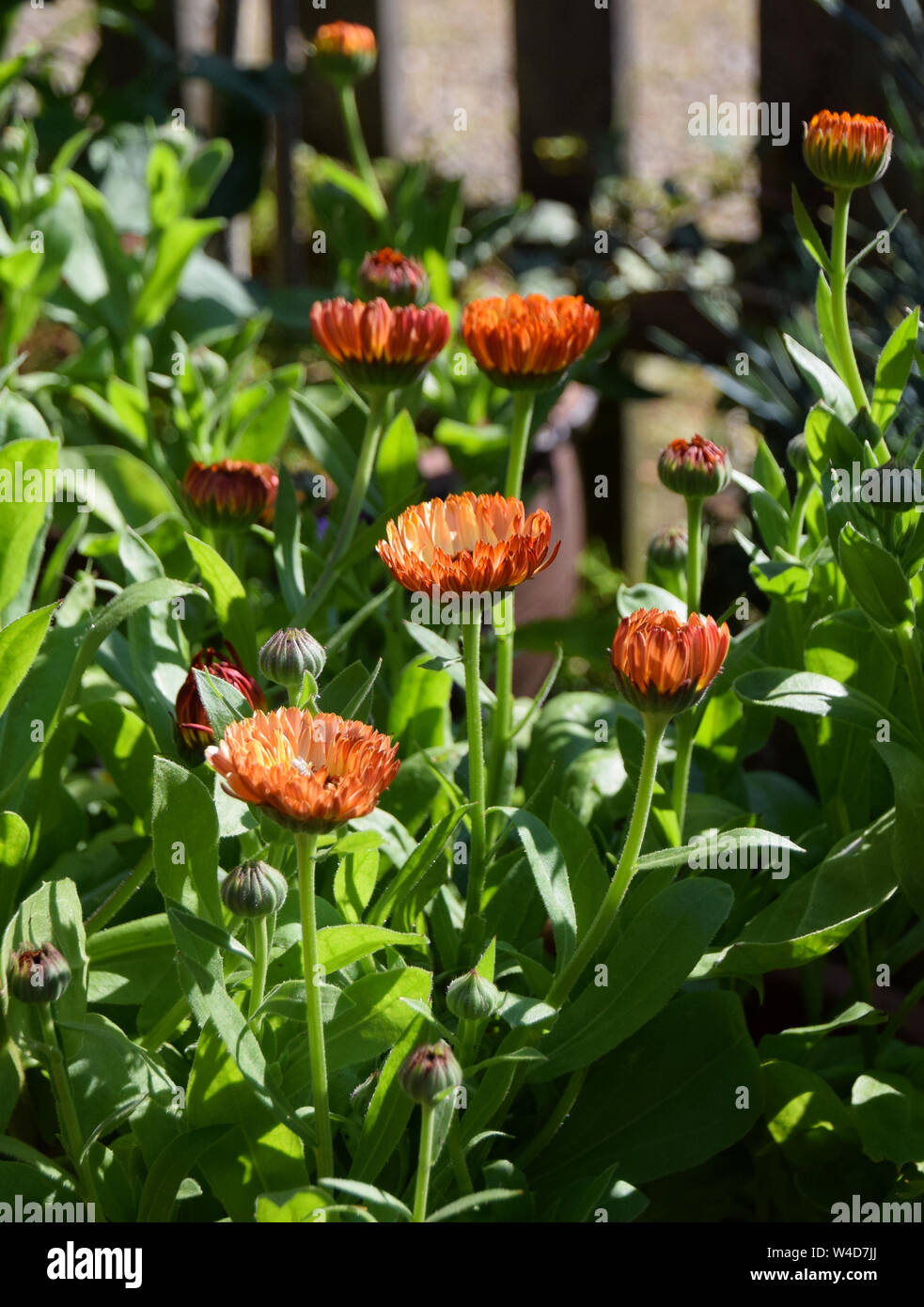 callendula stellata, marigolds Stock Photo - Alamy