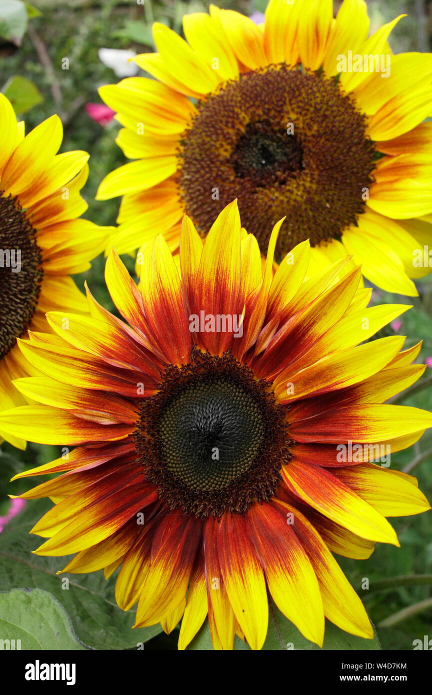 Helianthus annuus firecracker hi-res stock photography and images - Alamy