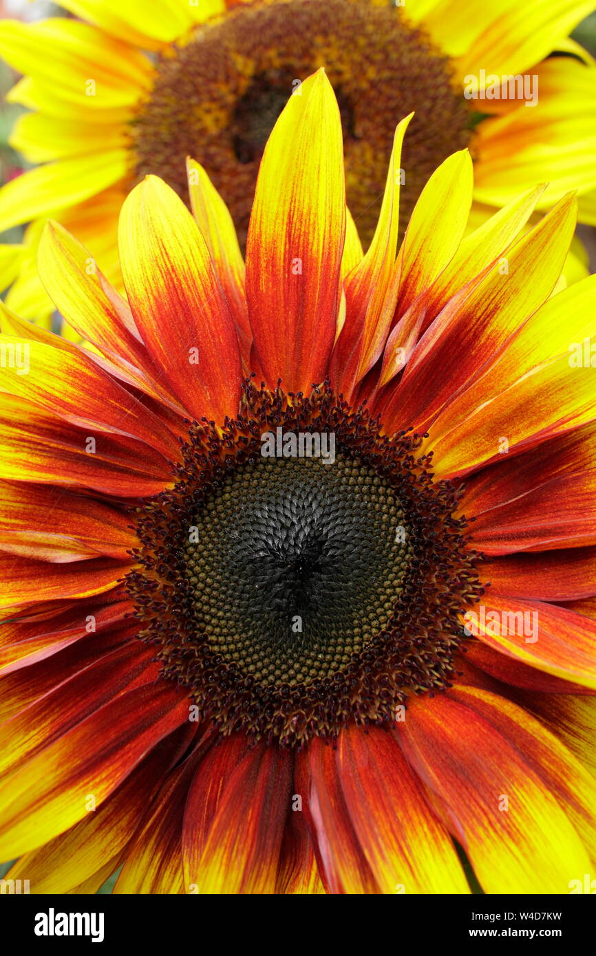 Helianthus firecracker garden hi-res stock photography and images - Alamy