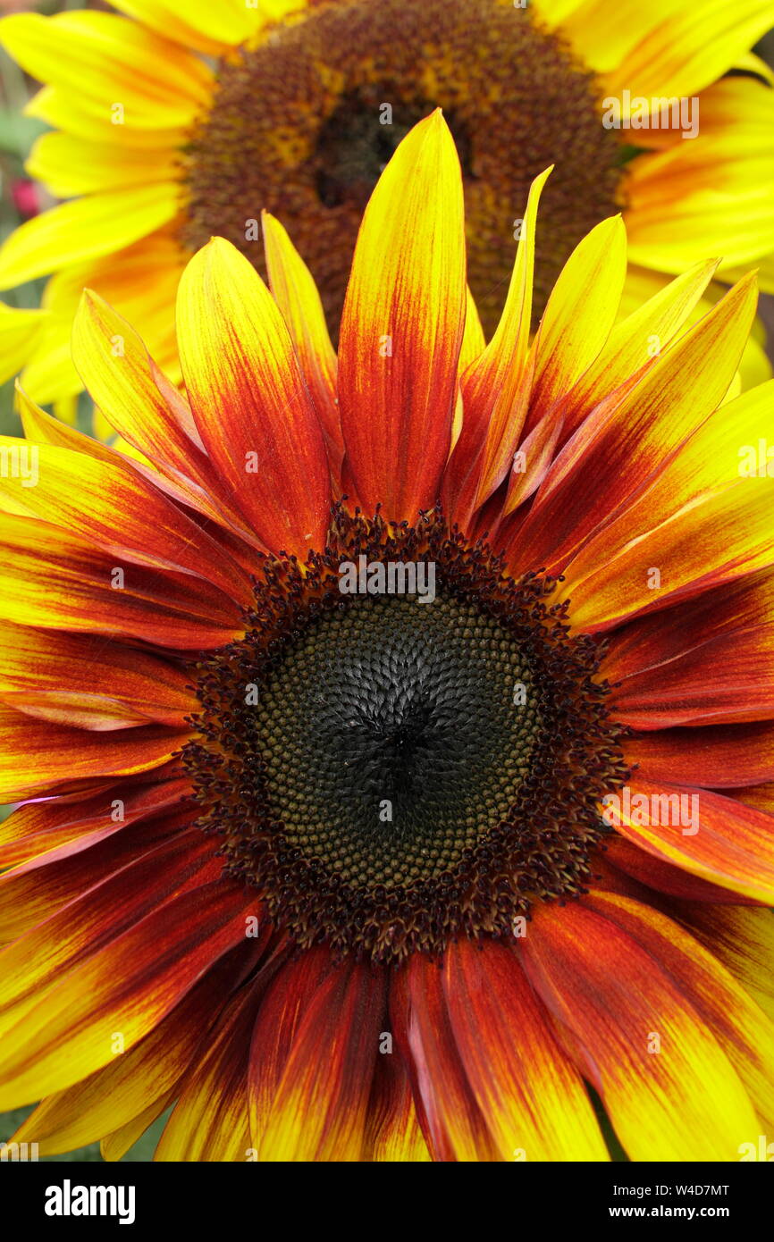 Helianthus annuus 'Firecracker' dwarf sunflowers in garden border in ...