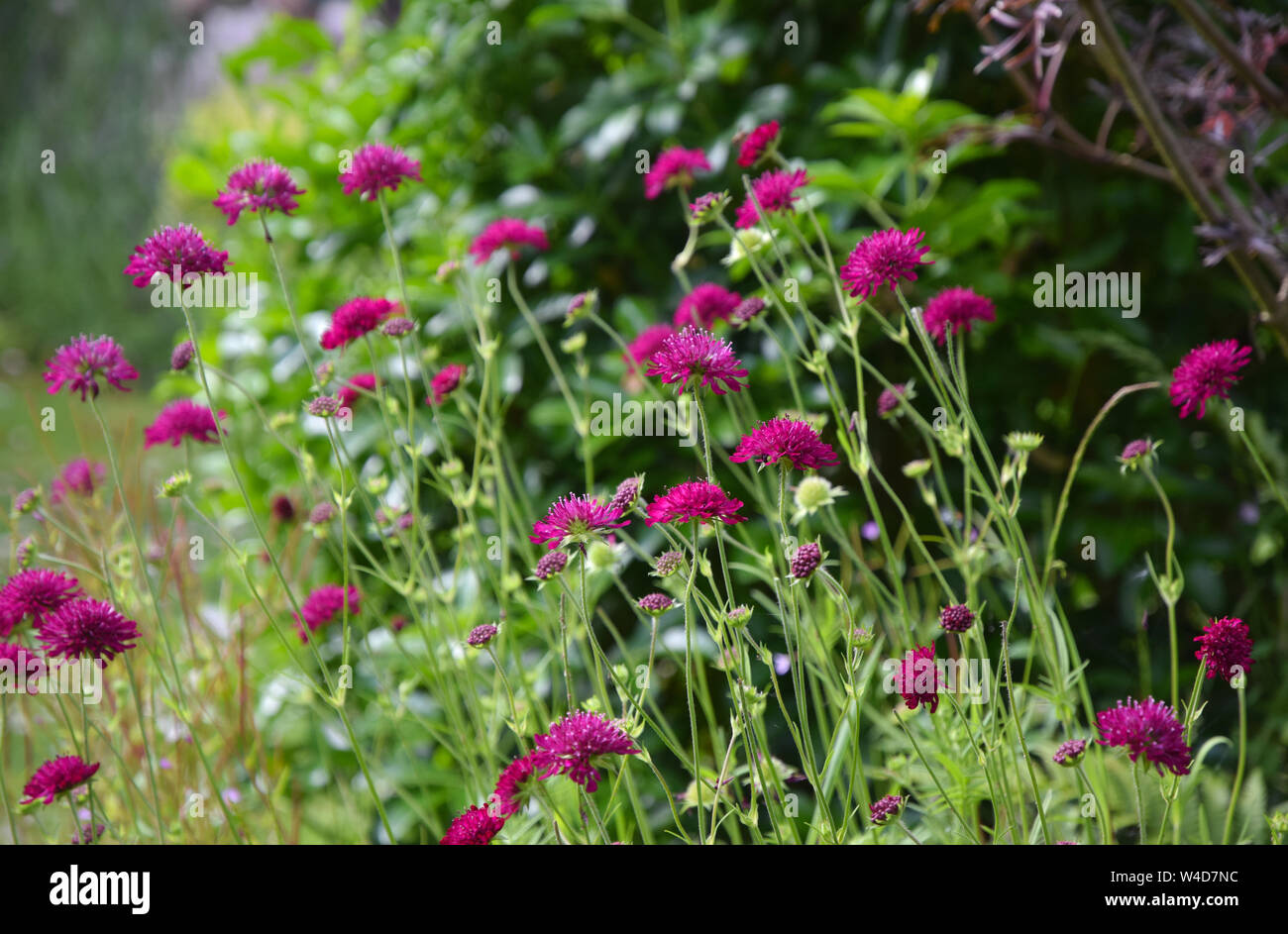 Knautia macedonica flowers hi-res stock photography and images - Alamy