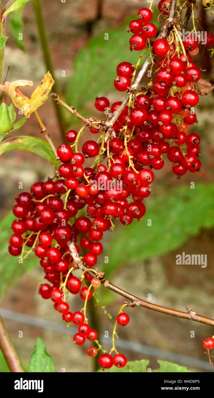 Ribes rubrum hi-res stock photography and images - Alamy