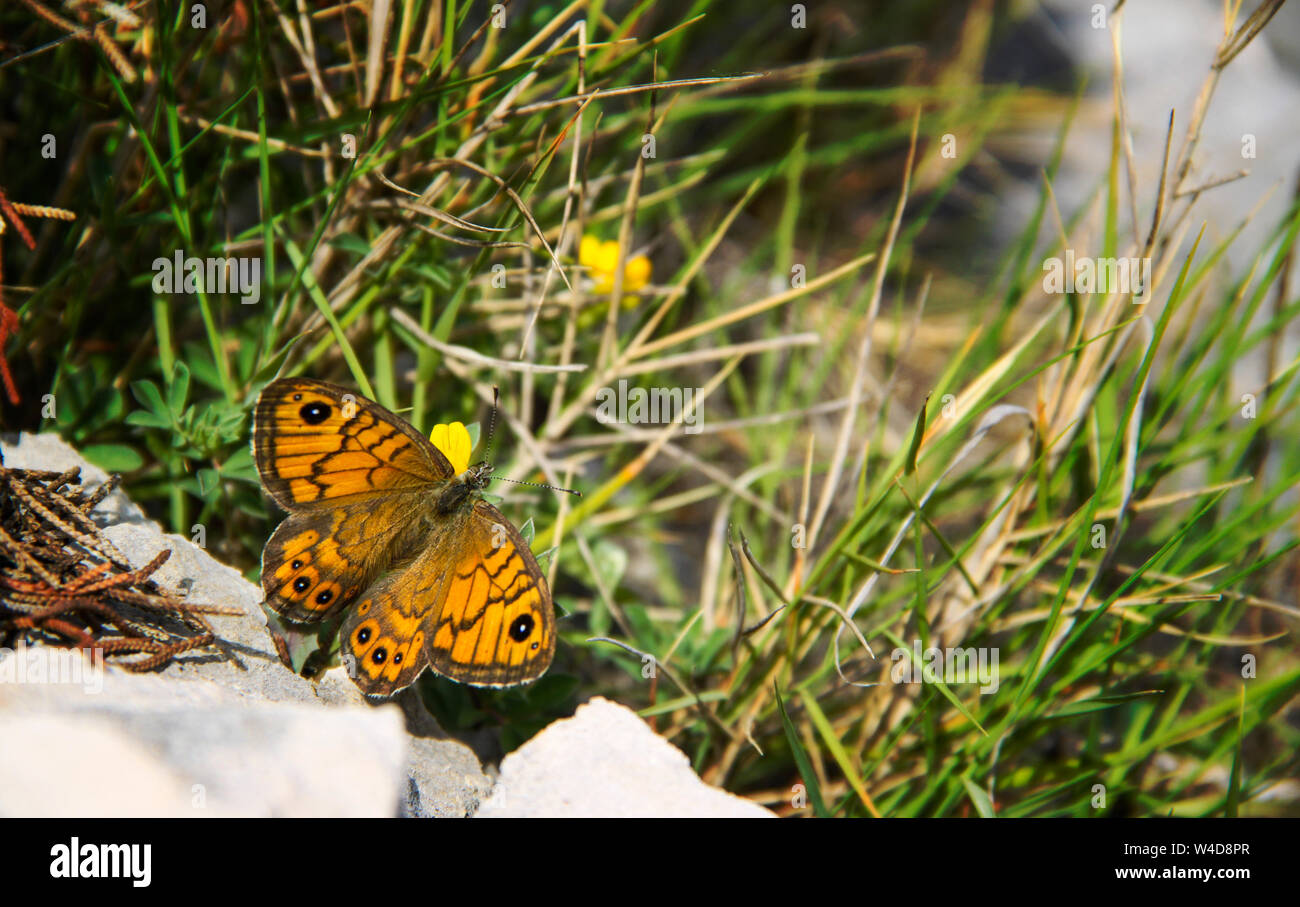 Yellow orange black insect hi-res stock photography and images - Alamy