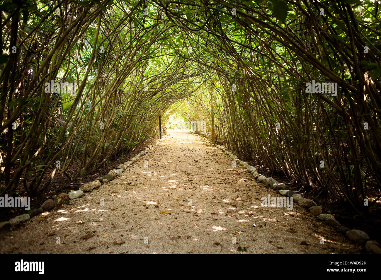 Scenic view of an arched foliage canopy walkway Stock Photo - Alamy