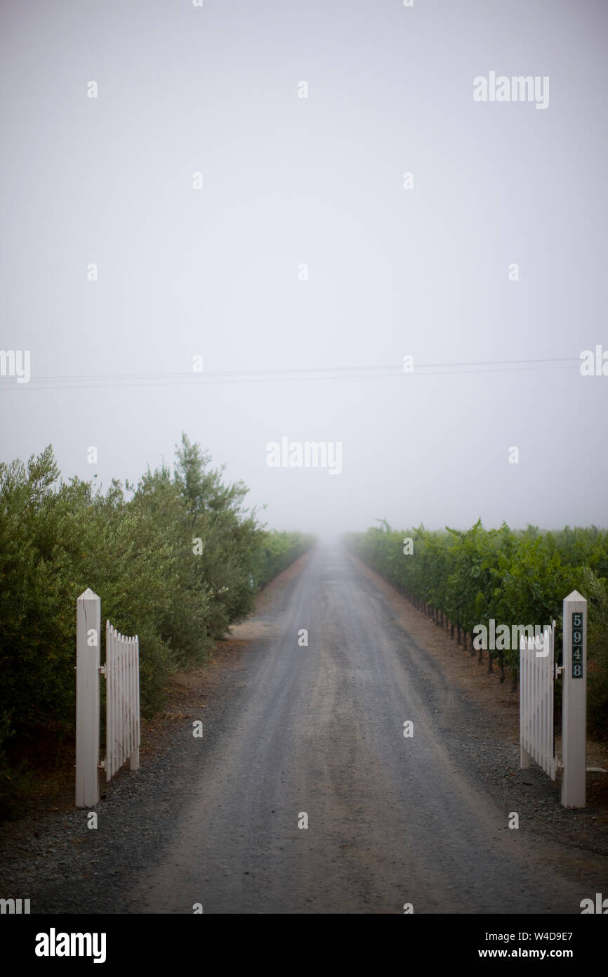 Driveway through vineyard Stock Photo - Alamy