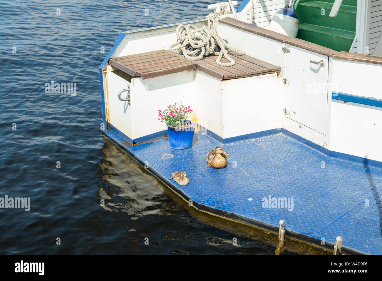 Ducks and duckling are resting on a yacht stern Stock Photo - Alamy