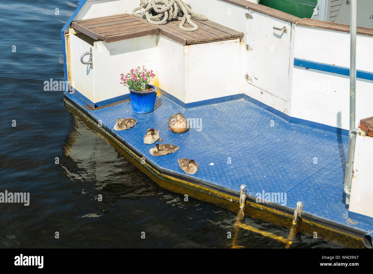 Ducks and ducklings are resting on a yacht stern Stock Photo - Alamy