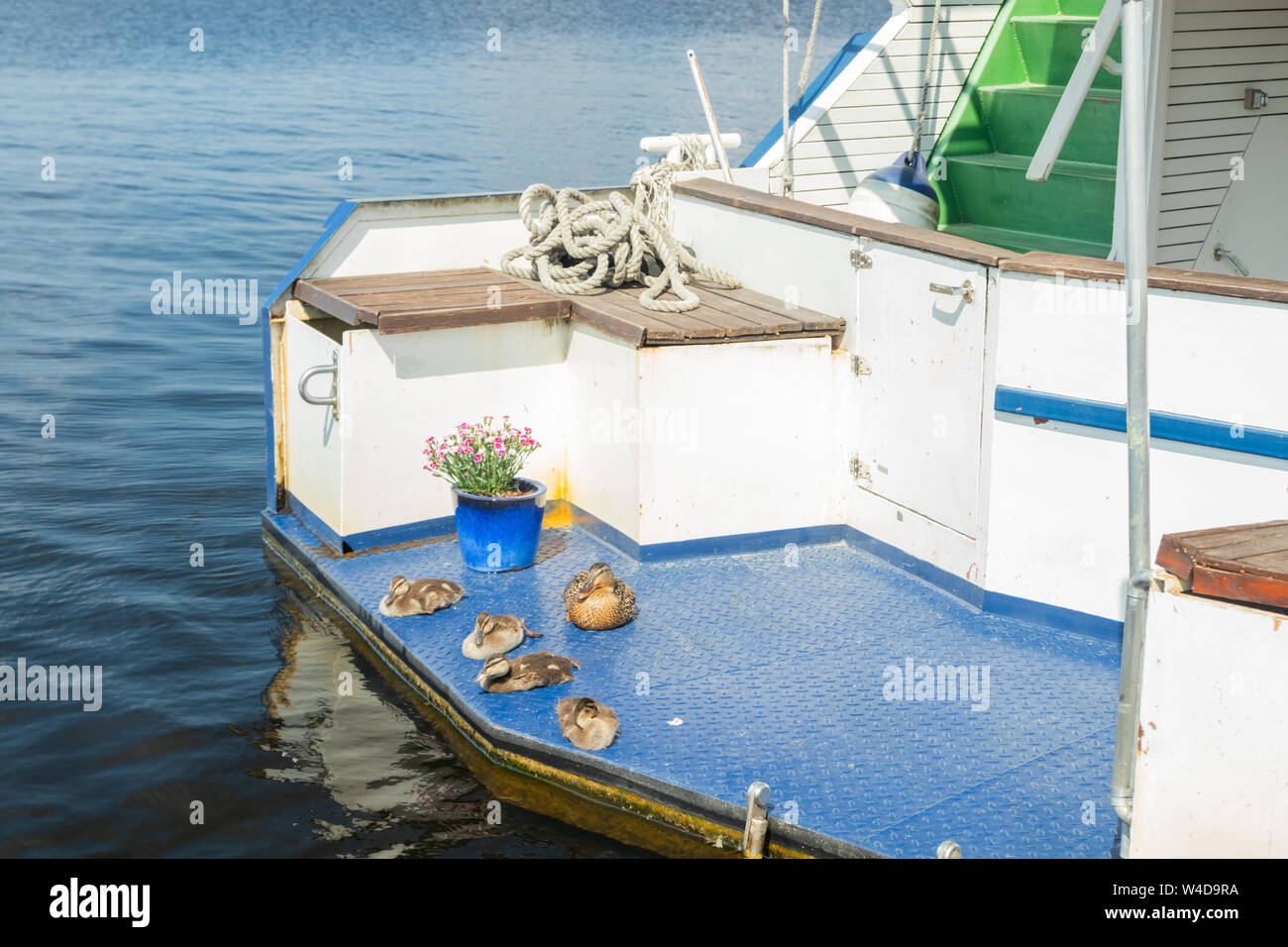 Ducks and ducklings are resting on a yacht stern Stock Photo - Alamy