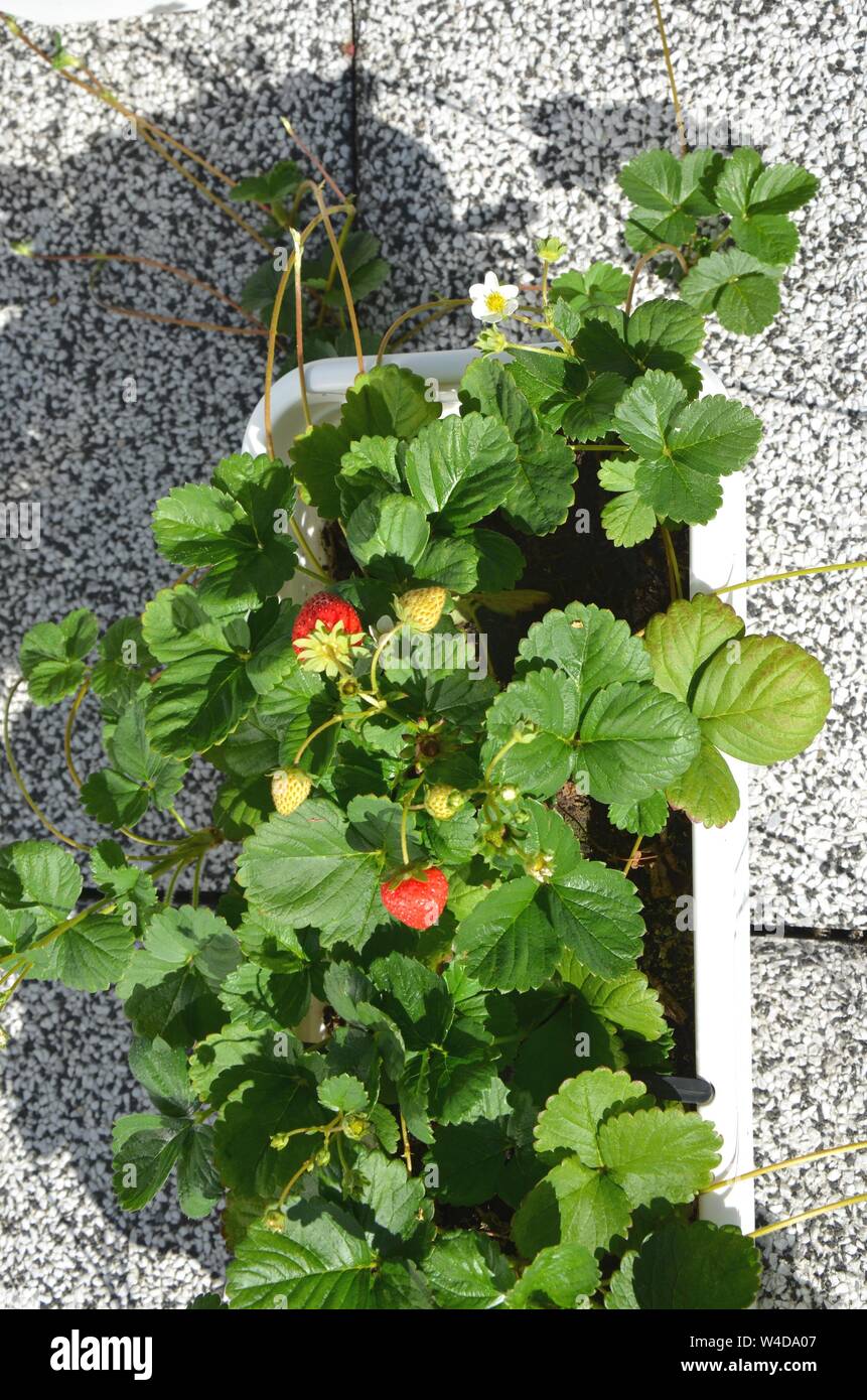 Terrace urban gardening hi-res stock photography and images - Alamy