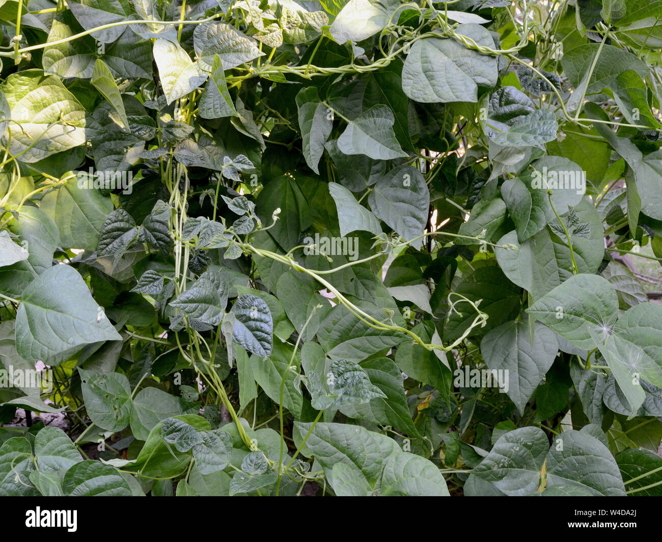 Common bean phaseolus vulgaris hi-res stock photography and images - Alamy