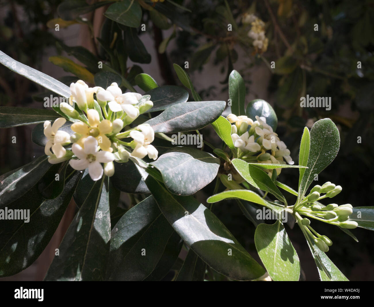Beautiful white lemon citrus flowers hi-res stock photography and ...