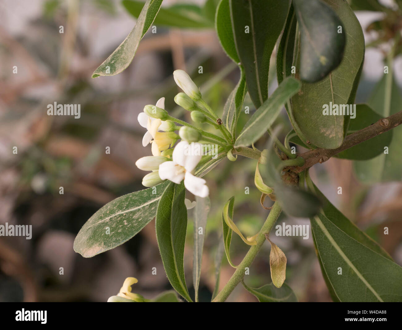 lemon flowers detail Stock Photo - Alamy