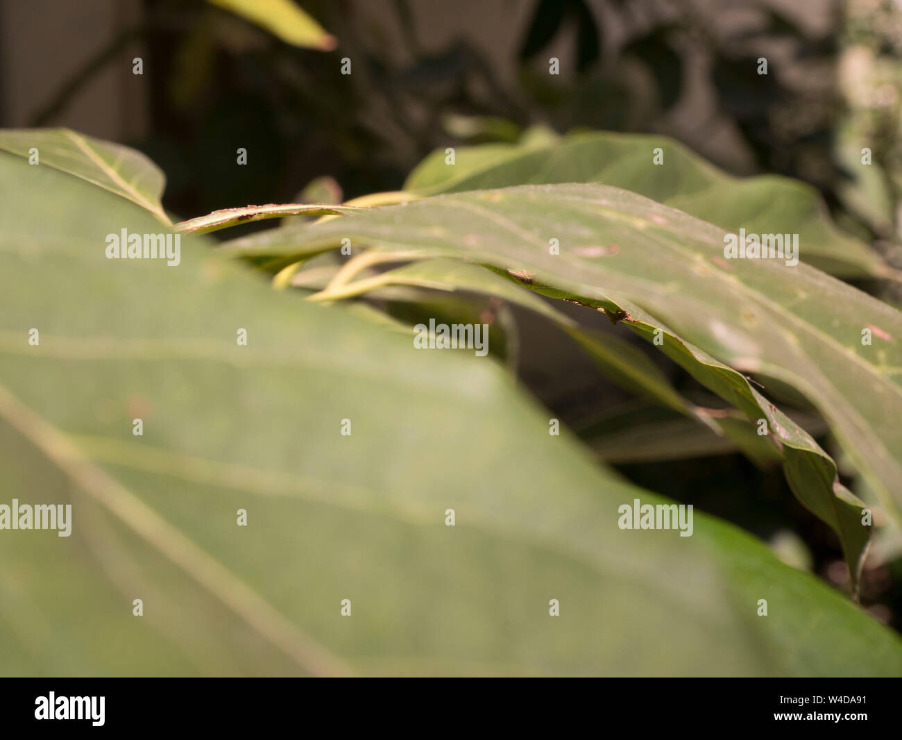 detail of leaves of an avocado tree Stock Photo - Alamy