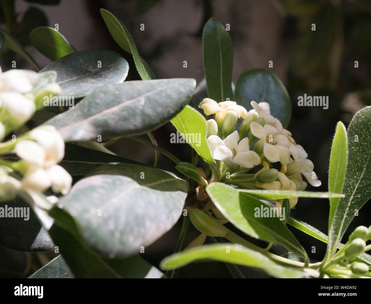 lemon flowers detail Stock Photo - Alamy