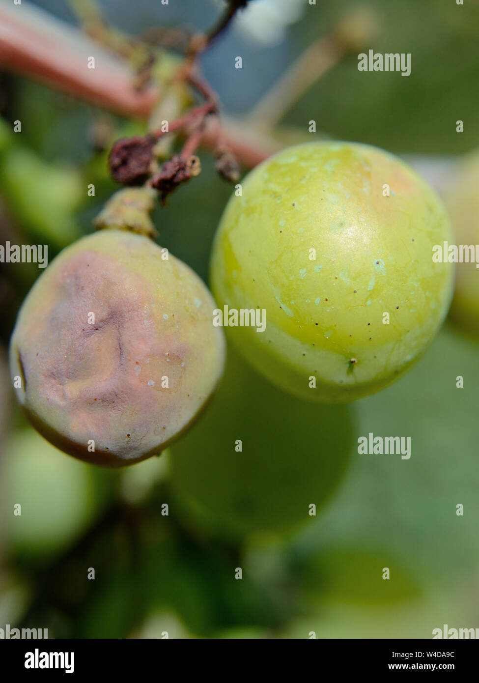 Grape black rot fungal disease, close up, Guignardia bidwellii Stock ...