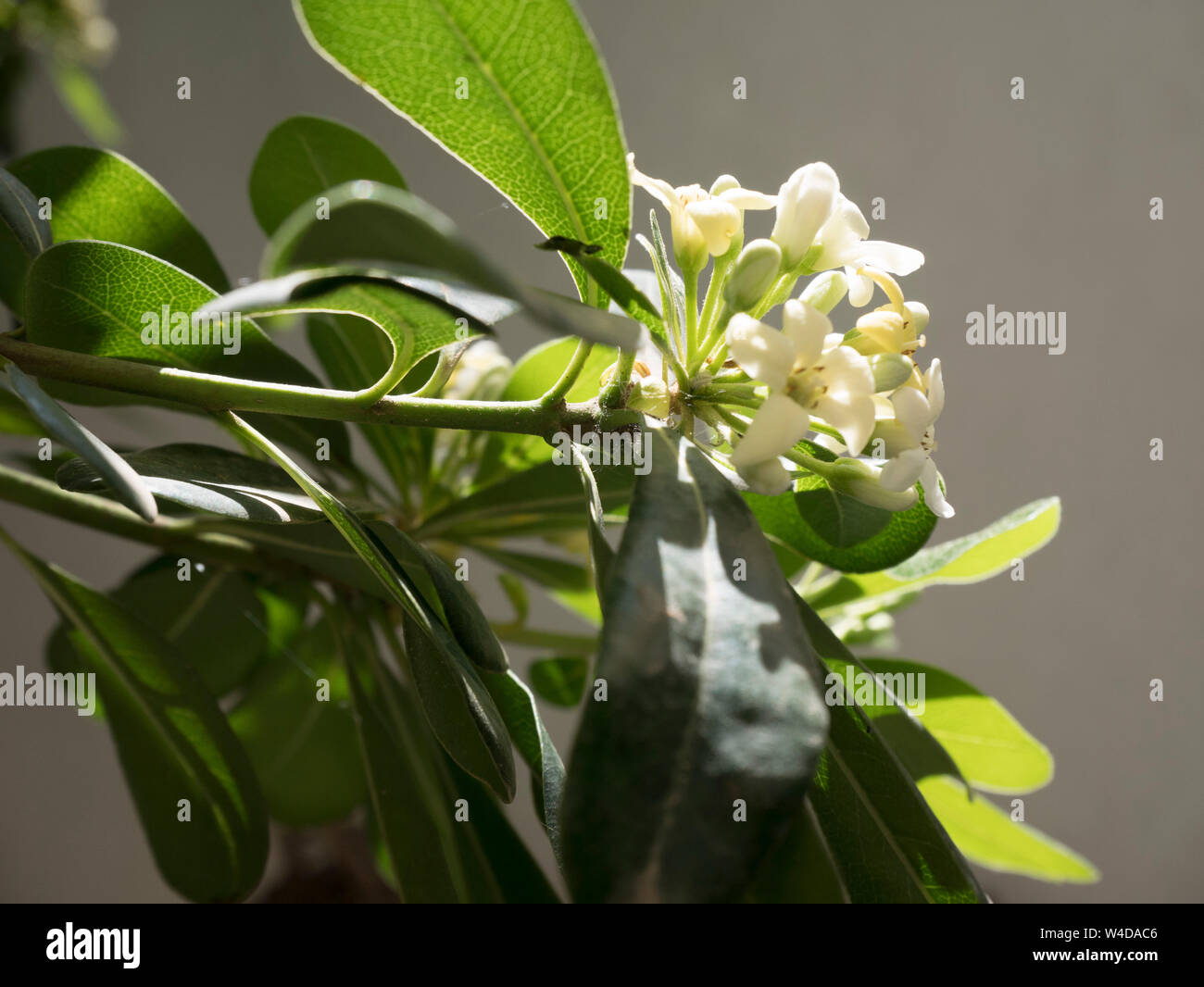 Lemon plant white flower hi-res stock photography and images - Alamy