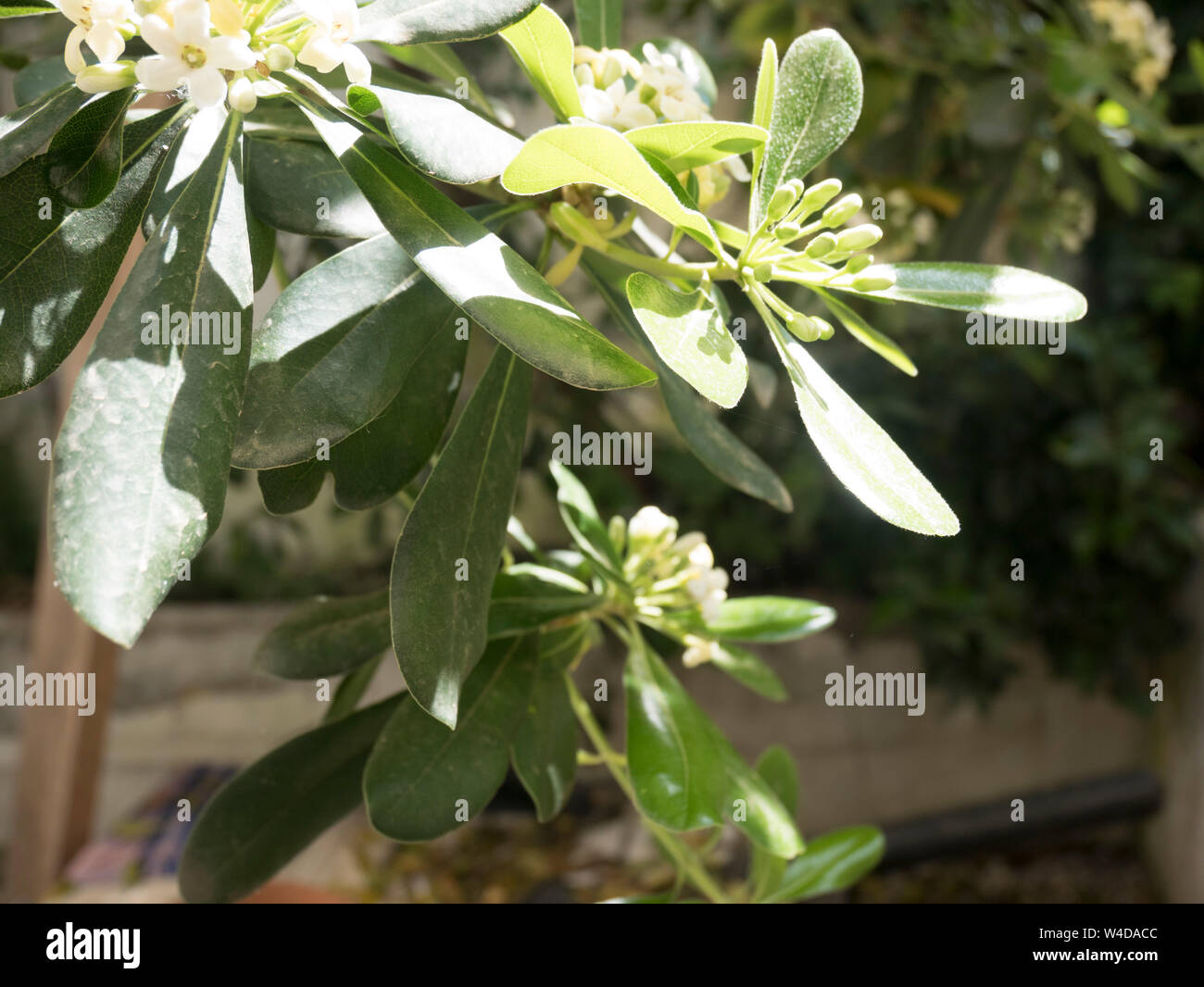 lemon flowers detail Stock Photo - Alamy