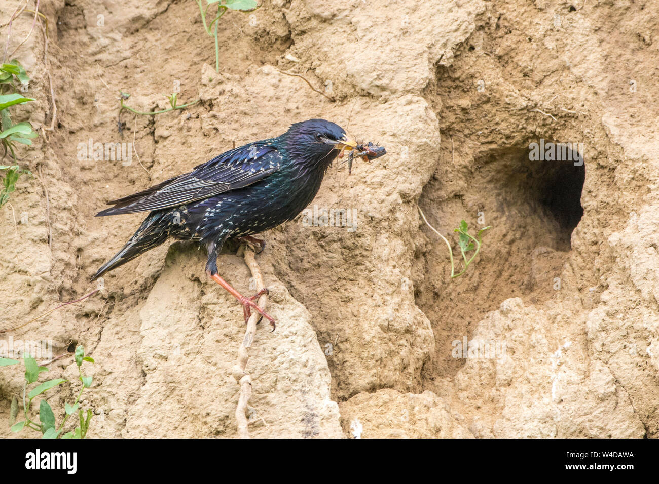 Common starling, European starling, Star (Sturnus vulgaris Stock Photo ...