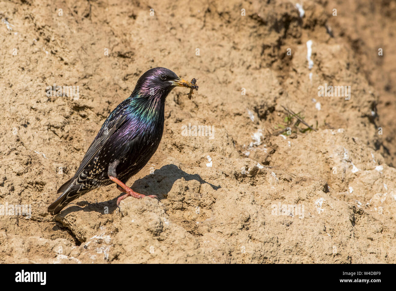 Common starling, European starling, Star (Sturnus vulgaris Stock Photo ...