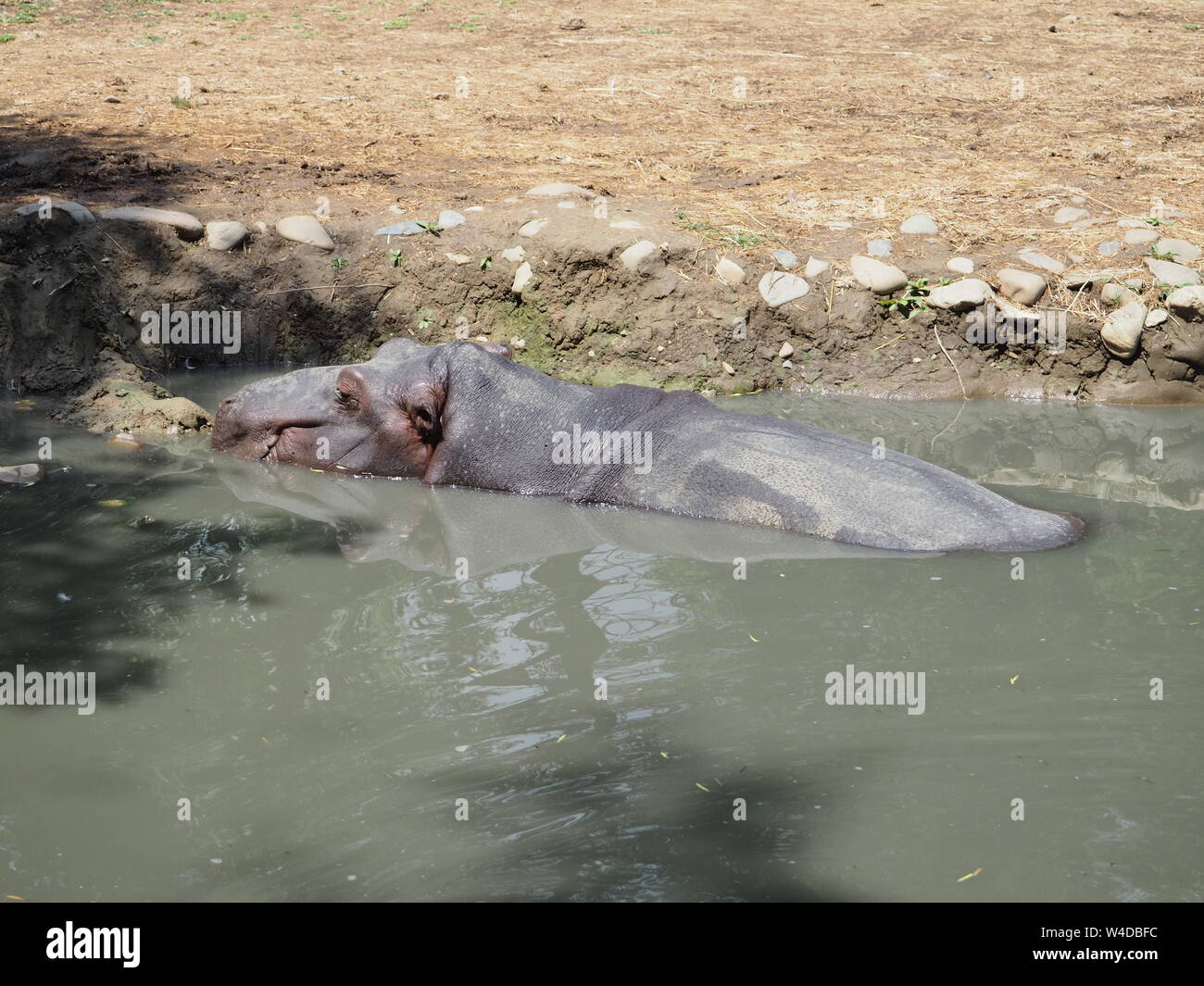 Hippopotamus, Hippo Portrait. Hippo Pool Stock Photo - Alamy