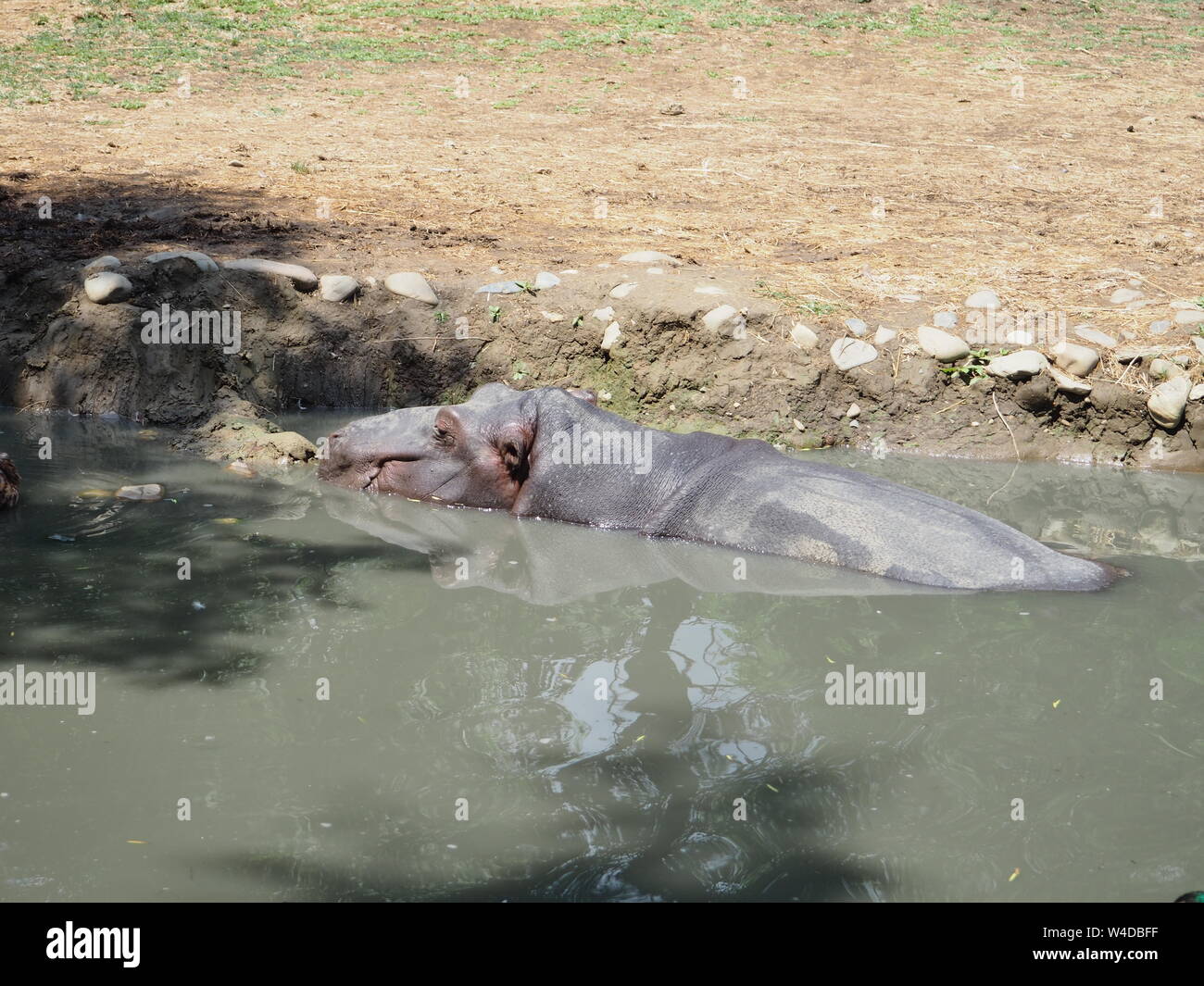 Bull hippo hi-res stock photography and images - Alamy