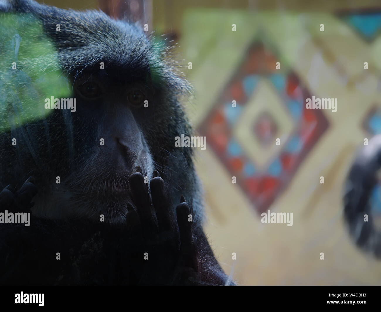 Sad monkey looking at camera Stock Photo - Alamy