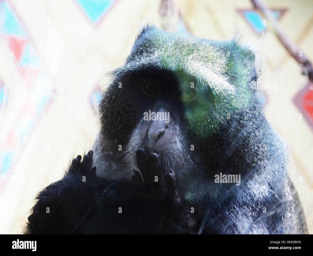 Sad monkey hi-res stock photography and images - Alamy