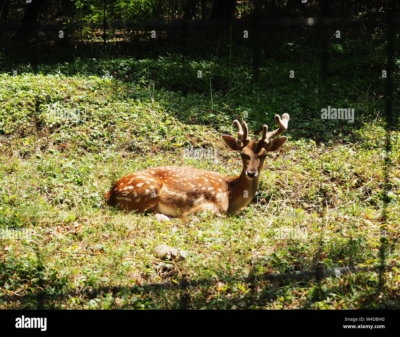Australian deer hi-res stock photography and images - Alamy