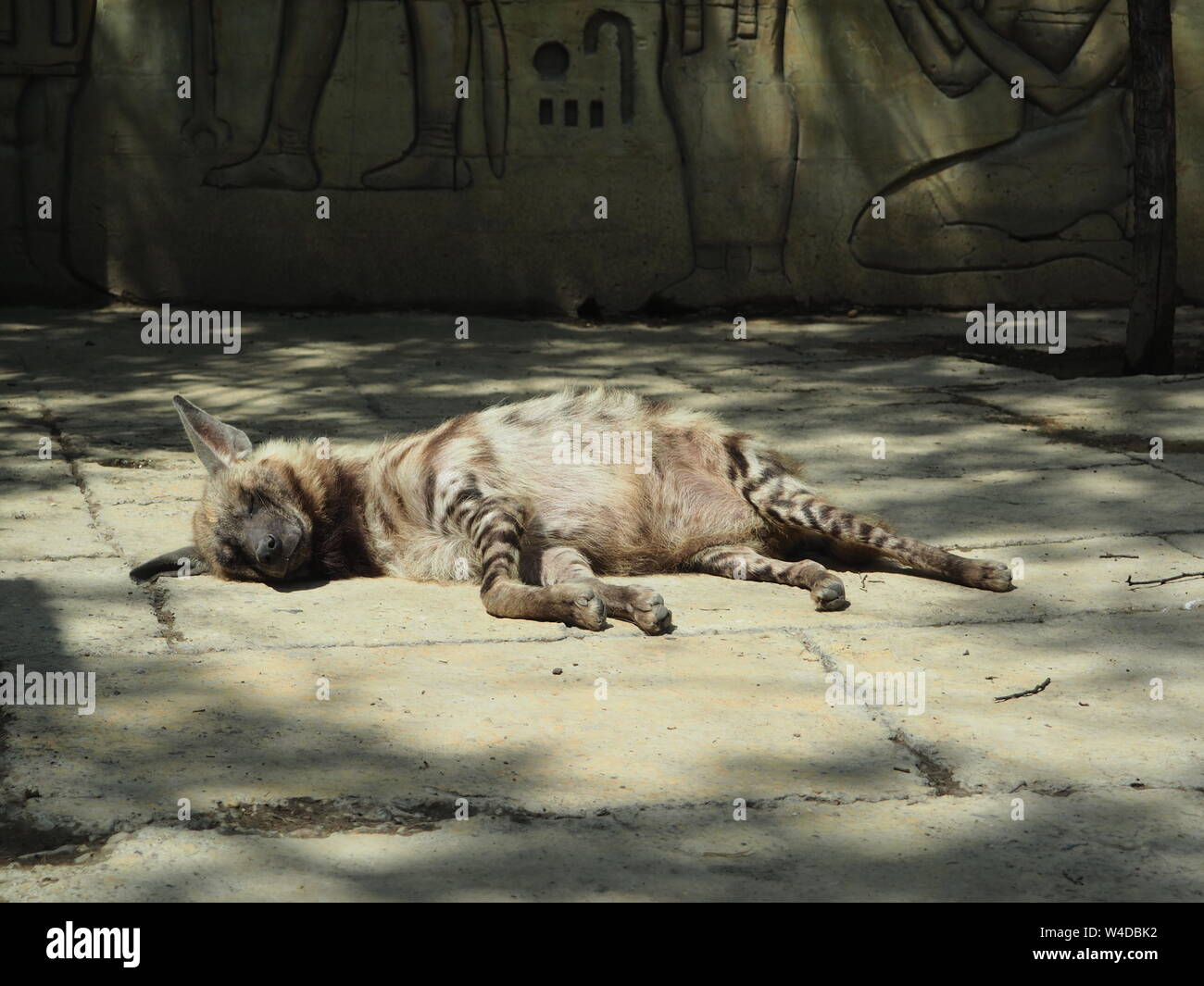Striped Hyena lying down sleeping against the rocks Stock Photo - Alamy