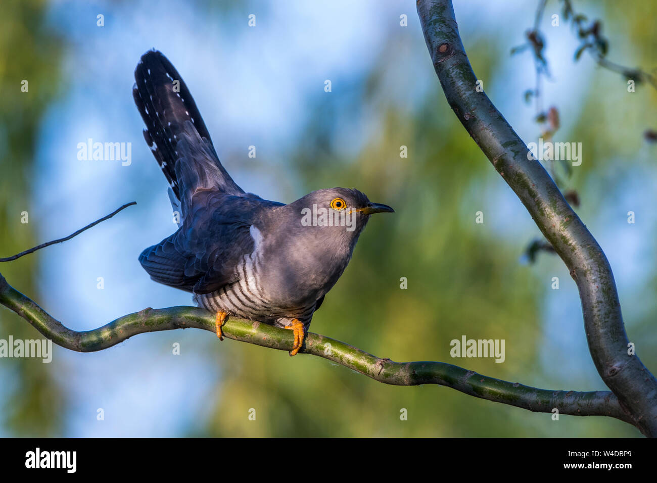 Common cuckoo, Kuckuck (Cuculus canorus Stock Photo - Alamy