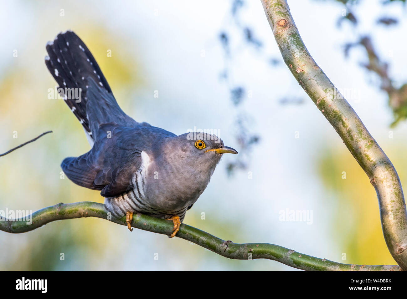 Common cuckoo, Kuckuck (Cuculus canorus Stock Photo - Alamy
