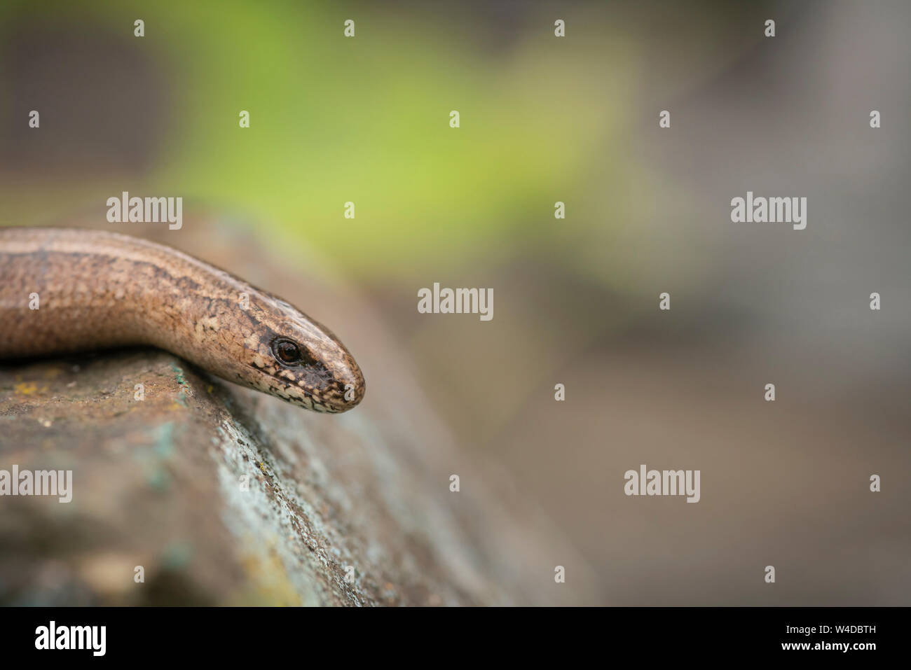 Slowworm; Anguis fragilis,mid summer Buckinghamshire Stock Photo - Alamy