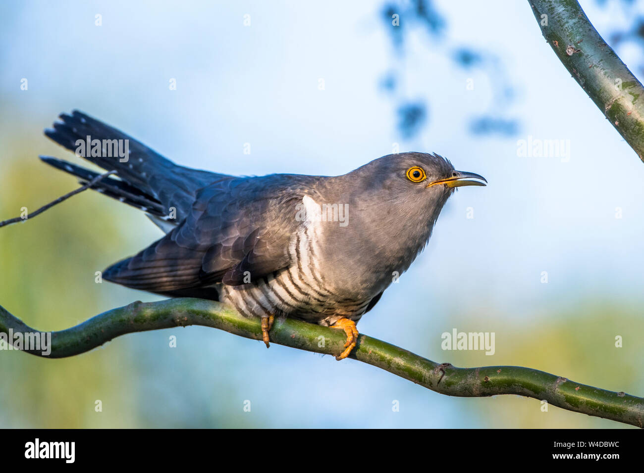 Common cuckoo, Kuckuck (Cuculus canorus Stock Photo - Alamy