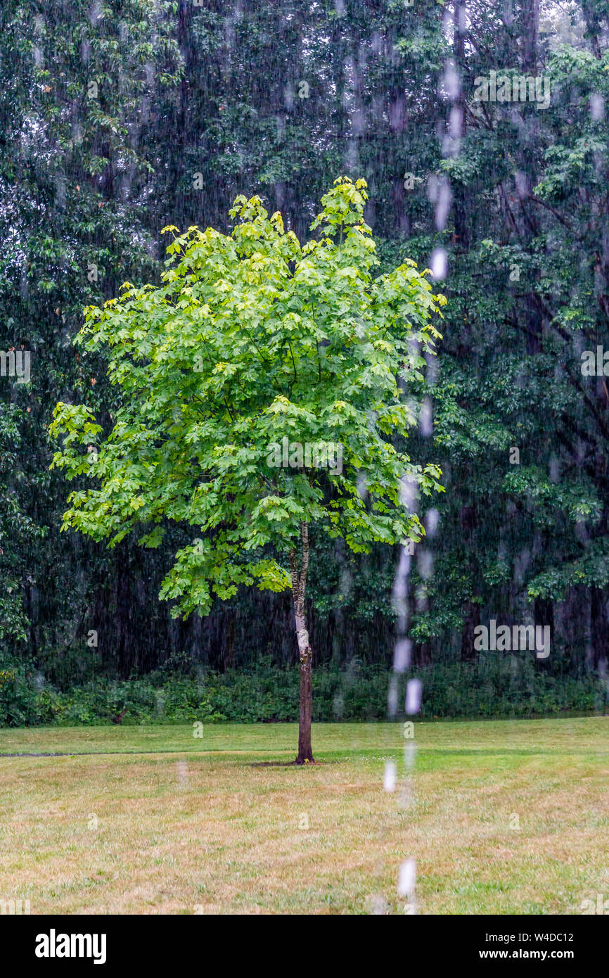 Rain pours down hi-res stock photography and images - Alamy