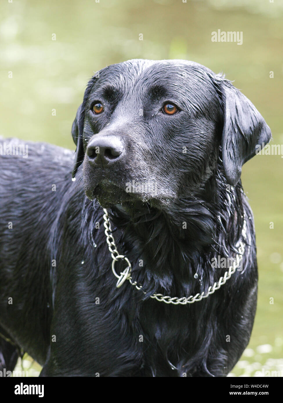 Black Labarador High Resolution Stock Photography and Images - Alamy