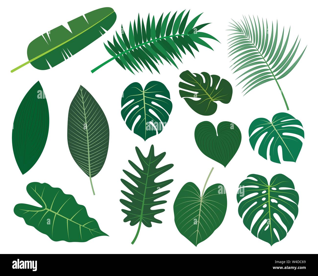 Collection of tropical leaves vector set isolated on white background ...